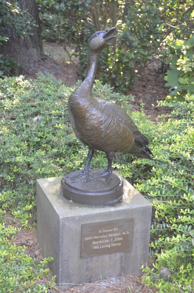 Canada Goose - Norfolk Botanical Garden