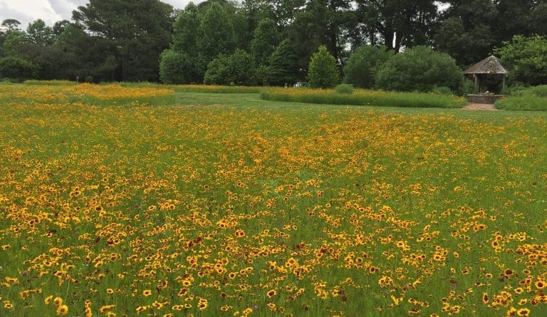 Norfolk Botanical Garden – Virginia's Largest Botanical Garden