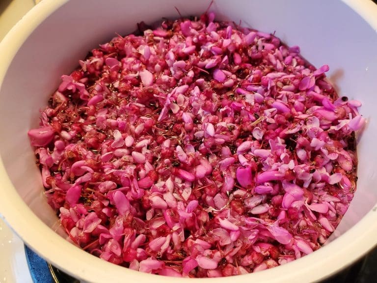 Springtime Syrups — A Redbud Recipe - Norfolk Botanical Garden