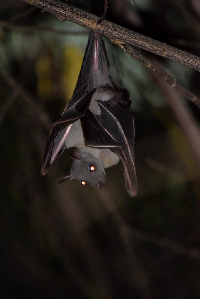 Bat Facts - Norfolk Botanical Garden