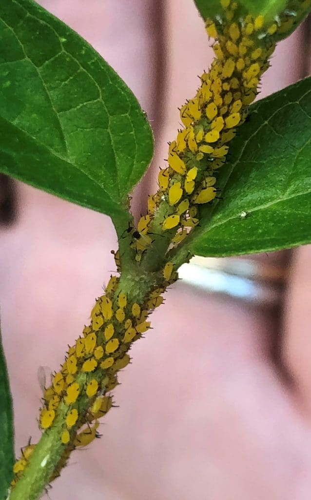 The Pest is Yet to Come, Vol. 2 - Norfolk Botanical Garden