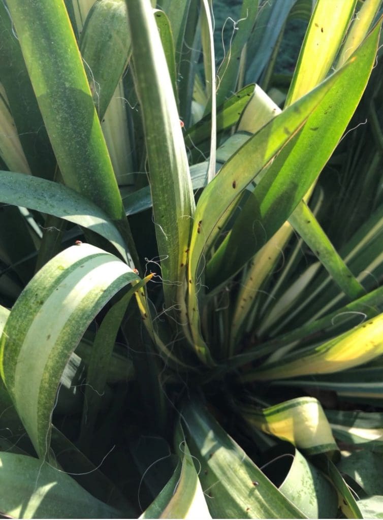 The Pest is Yet to Come, Vol. 2 - Norfolk Botanical Garden