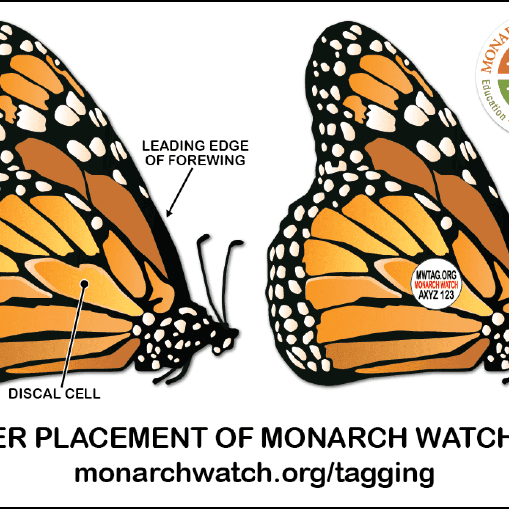 Step into the Enchanting World of Butterflies at Norfolk Botanical Garden