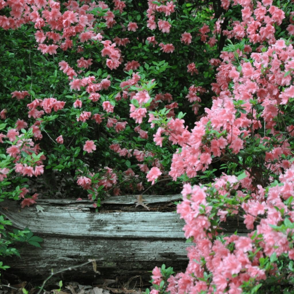 Norfolk Botanical Garden Horticulture Highlights | Seasonal Blooms