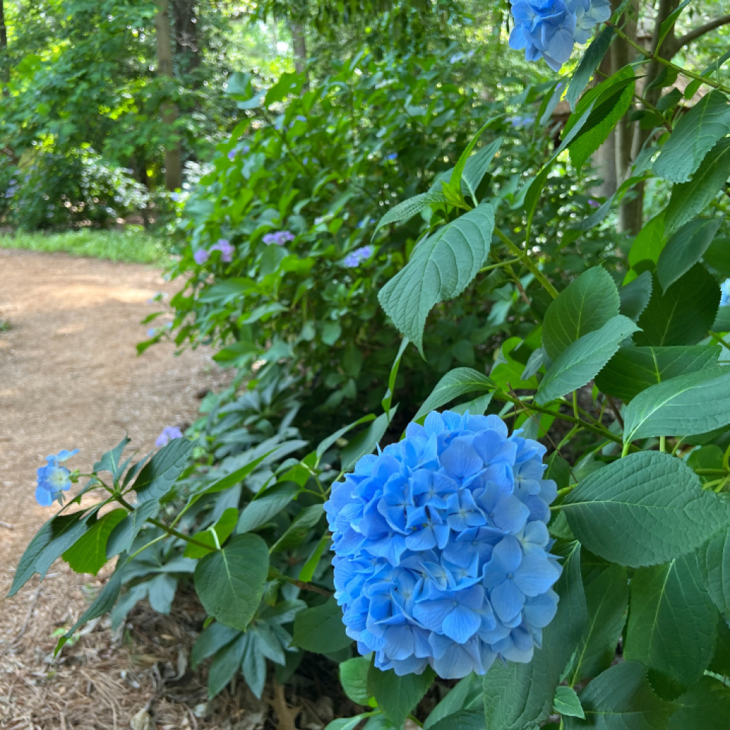 Norfolk Botanical Garden Horticulture Highlights | Seasonal Blooms