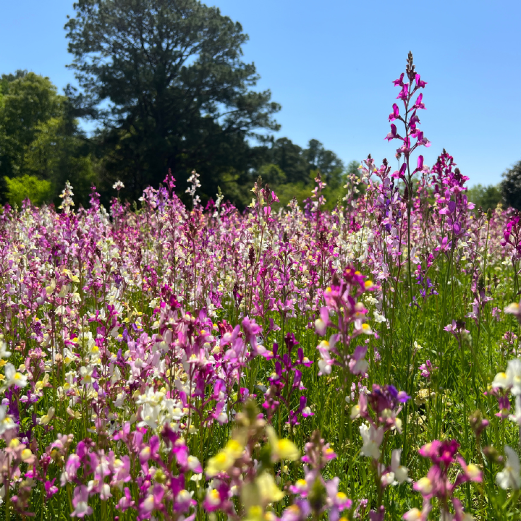 Events at Norfolk Botanical Garden | Year-Round Fun for Everyone