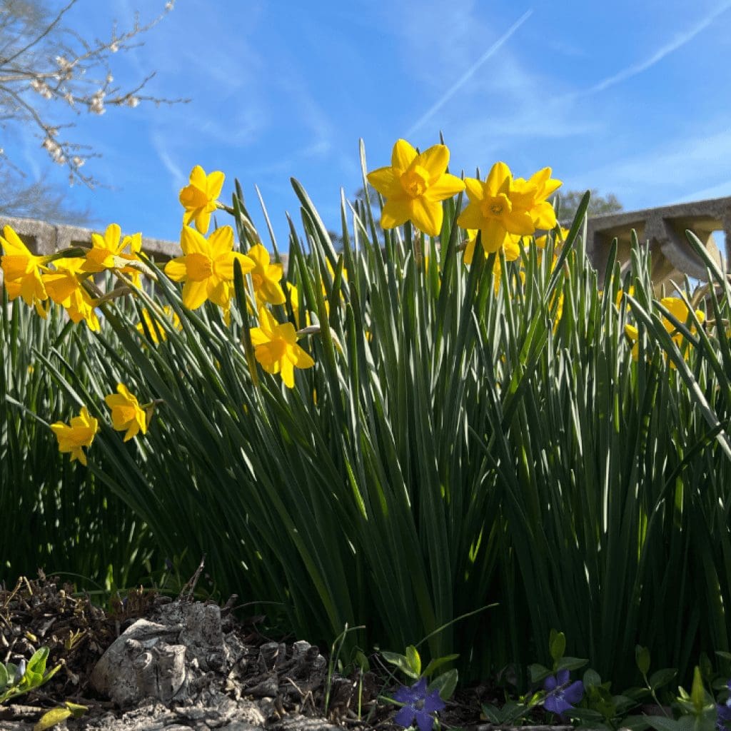 Norfolk Botanical Garden Horticulture Highlights | Seasonal Blooms