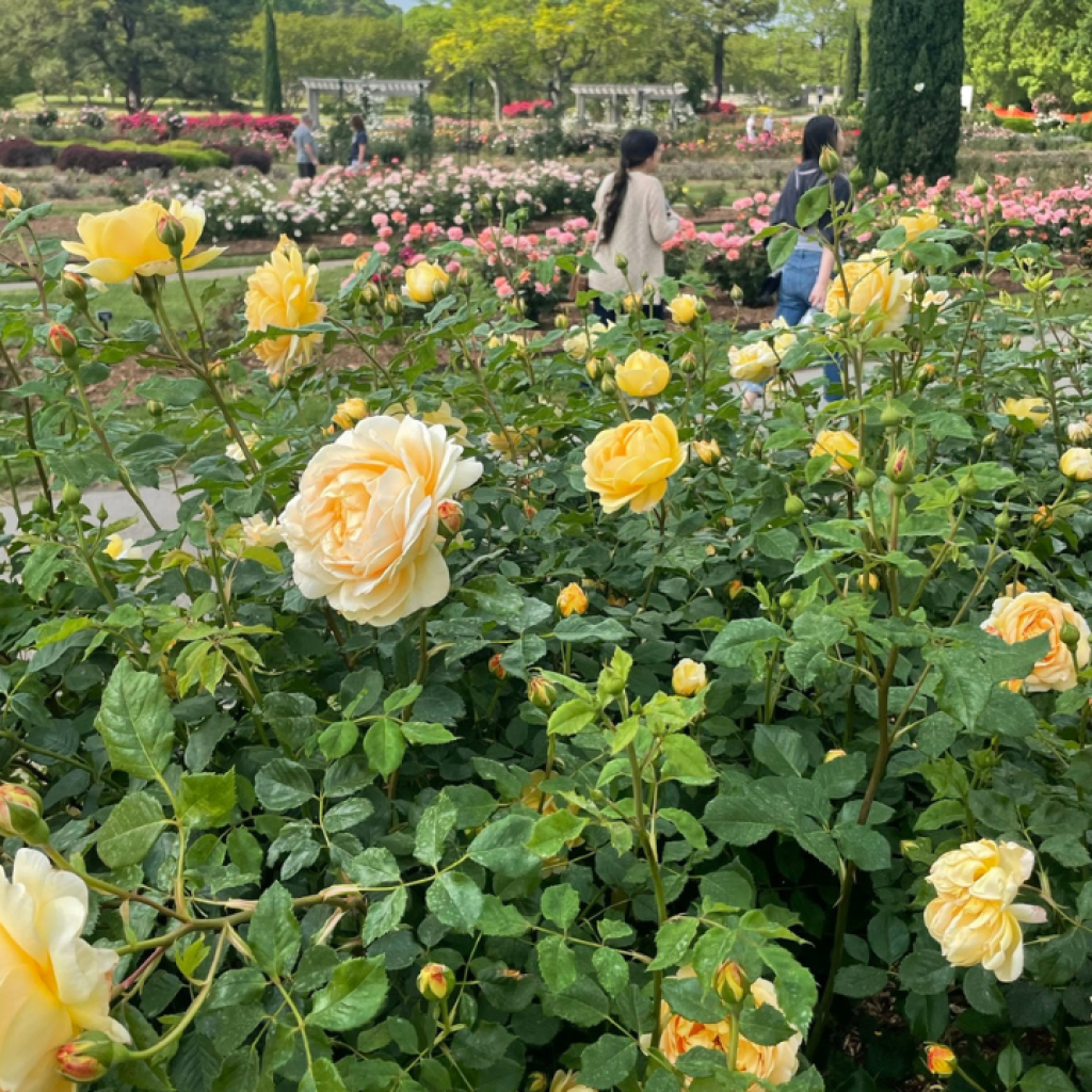 Norfolk Botanical Garden Horticulture Highlights | Seasonal Blooms