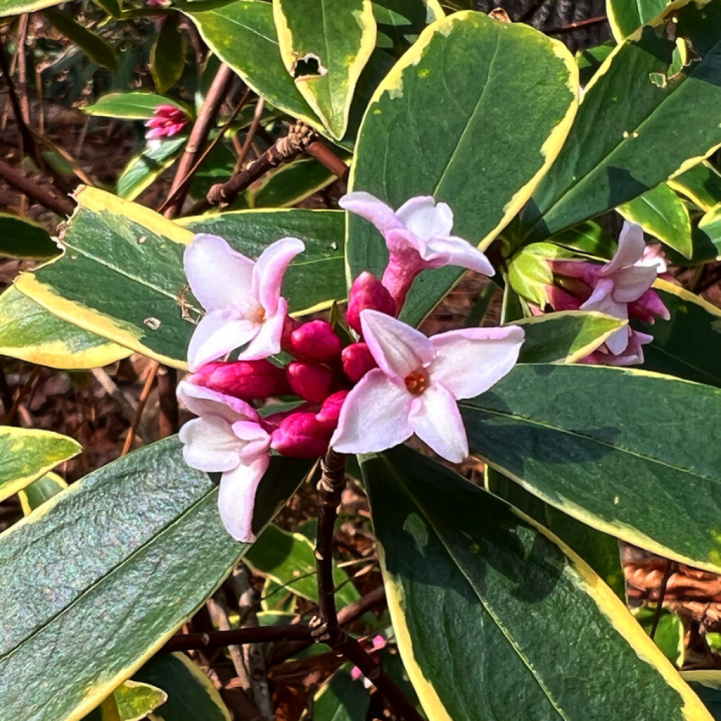 Norfolk Botanical Garden Horticulture Highlights | Seasonal Blooms