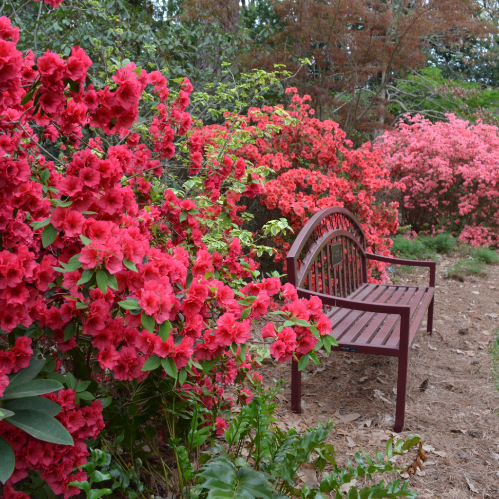 April Blooms - Norfolk Botanical Garden