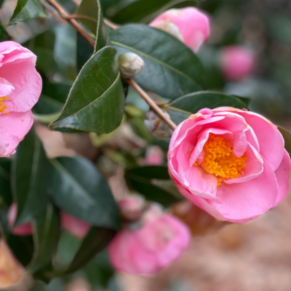 April Blooms – Norfolk Botanical Garden