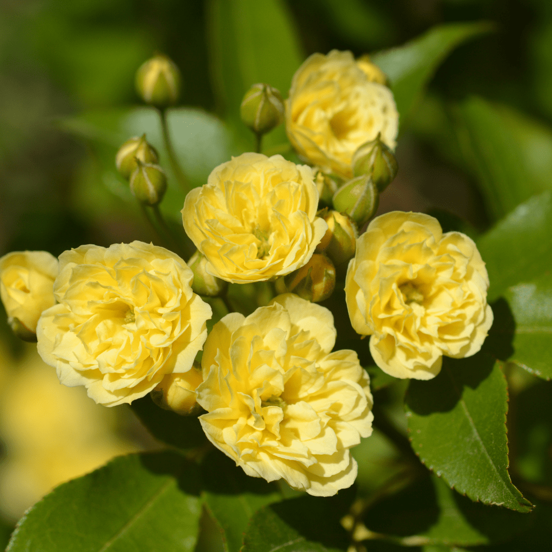 April Blooms - Norfolk Botanical Garden