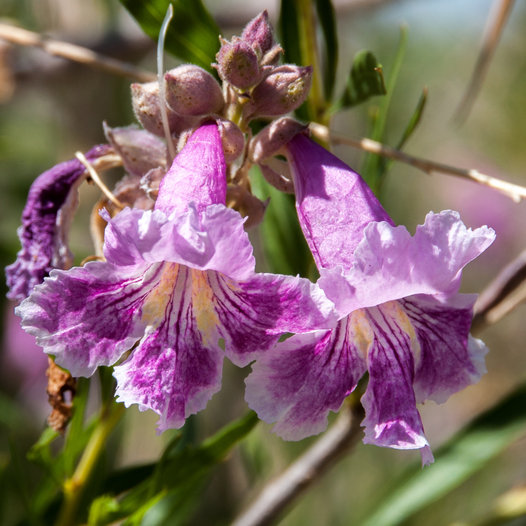 August Blooms - Norfolk Botanical Garden