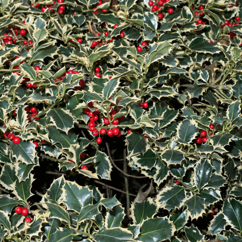 December Blooms - Norfolk Botanical Garden