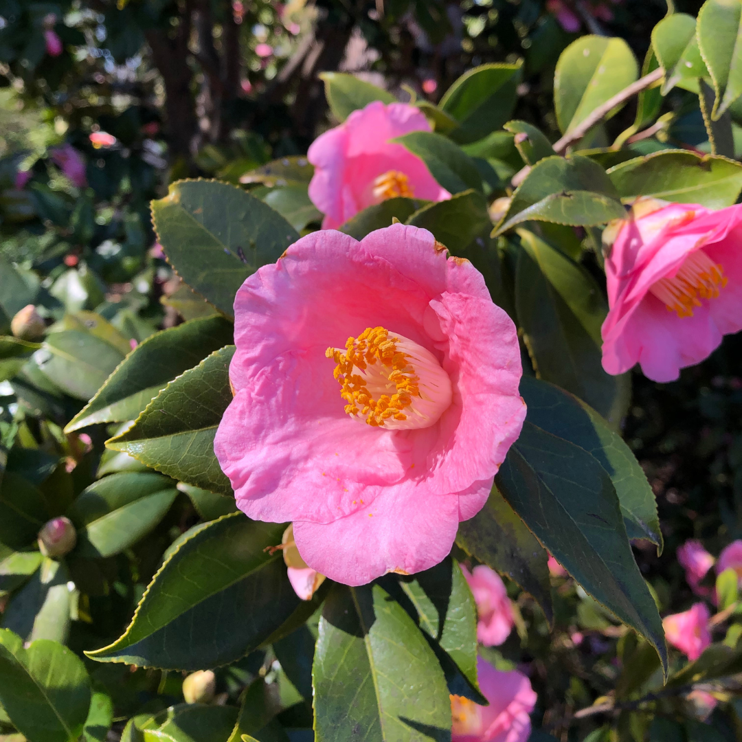 February Blooms - Norfolk Botanical Garden
