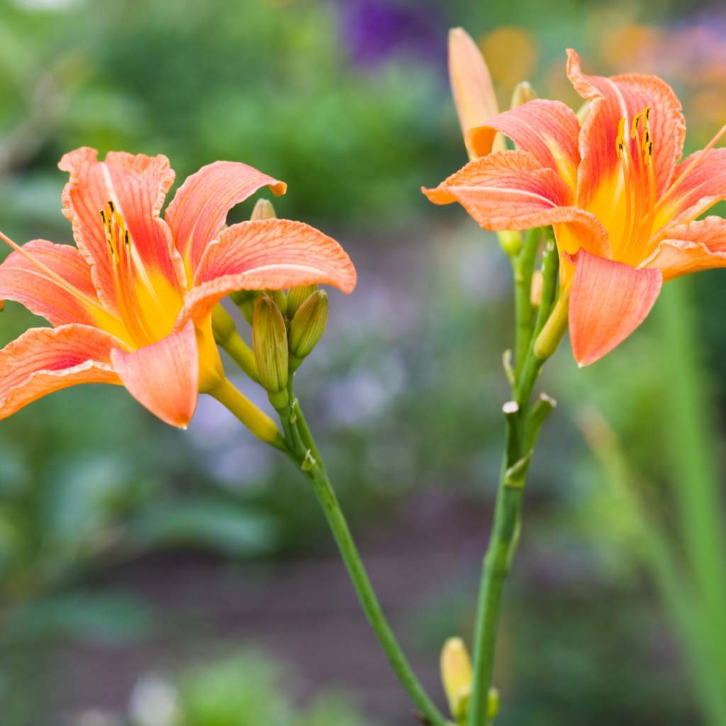 July Blooms - Norfolk Botanical Garden