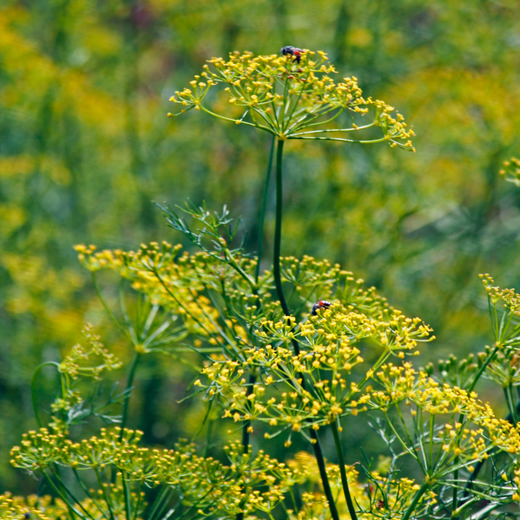 July Blooms - Norfolk Botanical Garden