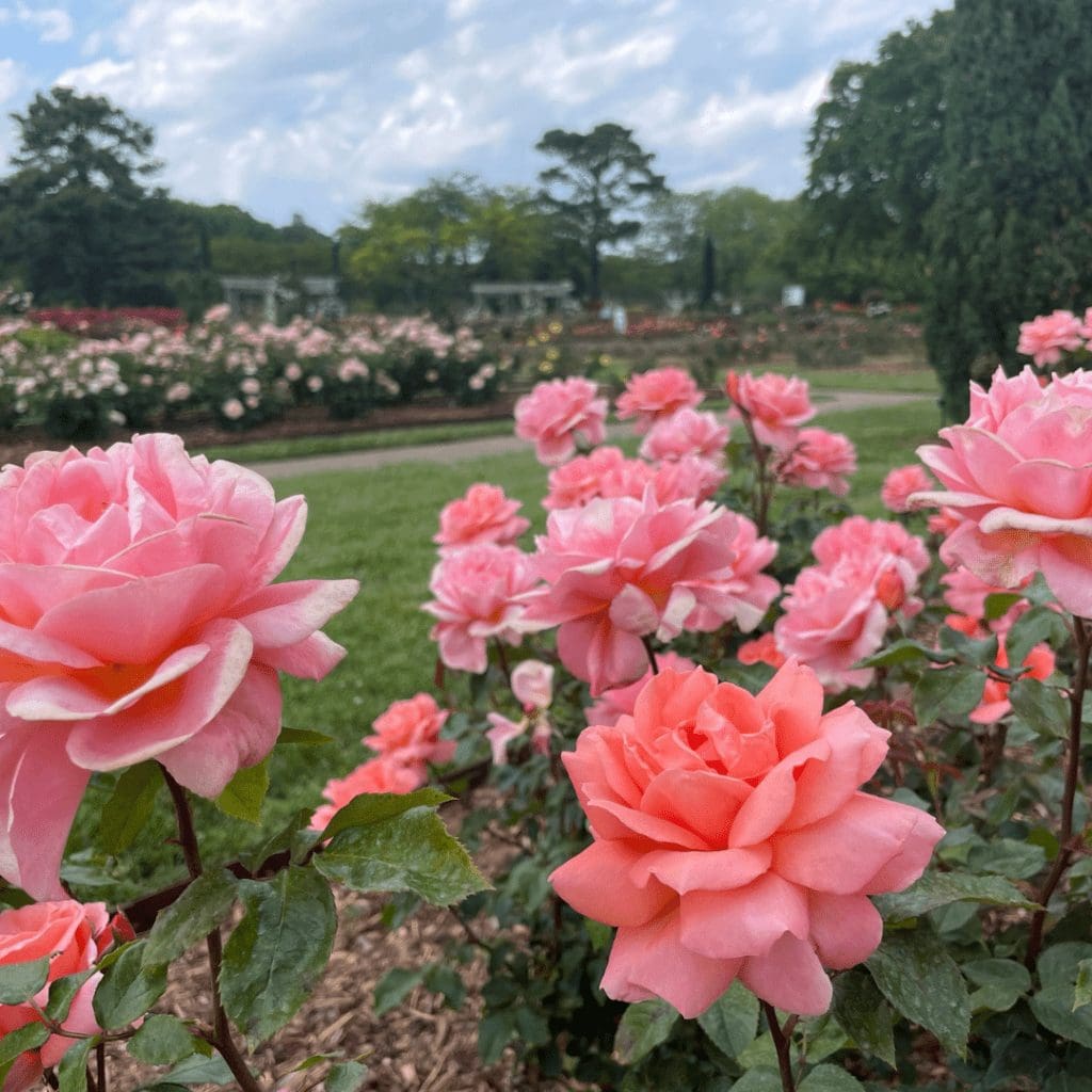 June Blooms - Norfolk Botanical Garden
