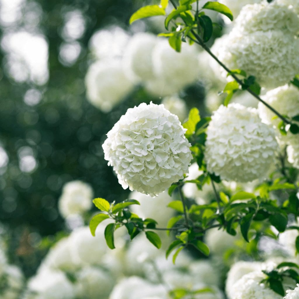 March Blooms - Norfolk Botanical Garden