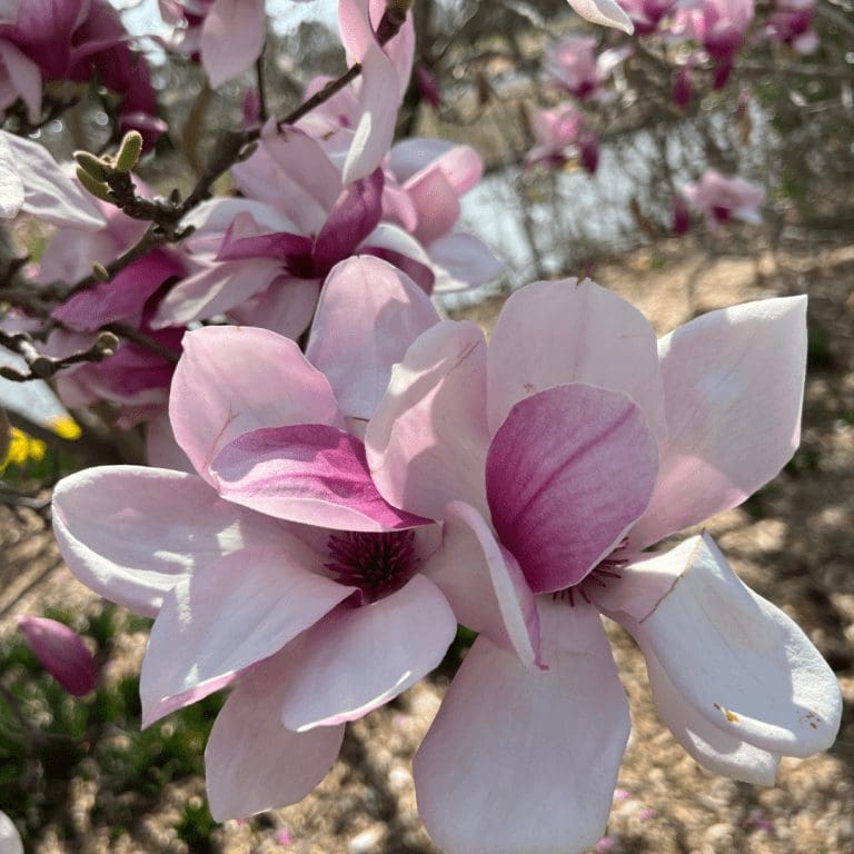 March Blooms - Norfolk Botanical Garden