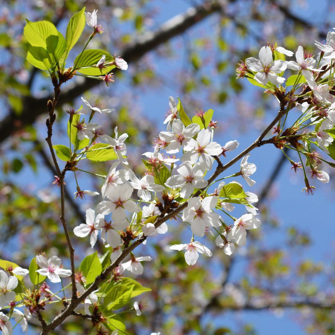 March Blooms - Norfolk Botanical Garden