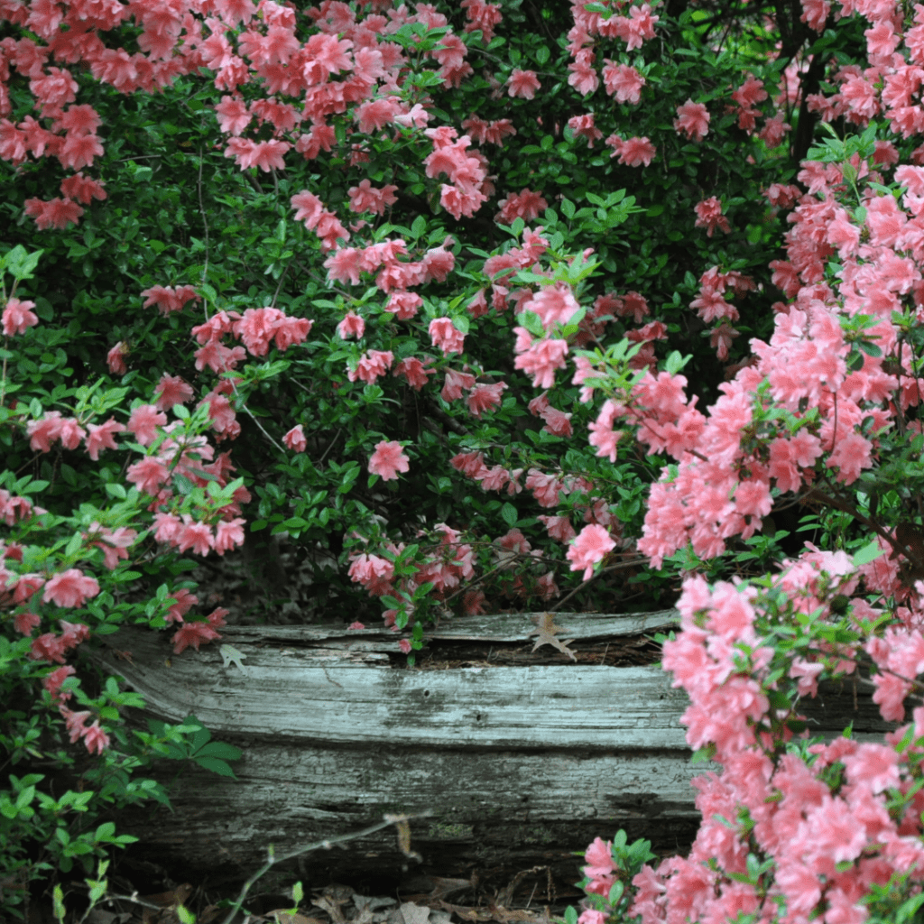 May Blooms - Norfolk Botanical Garden