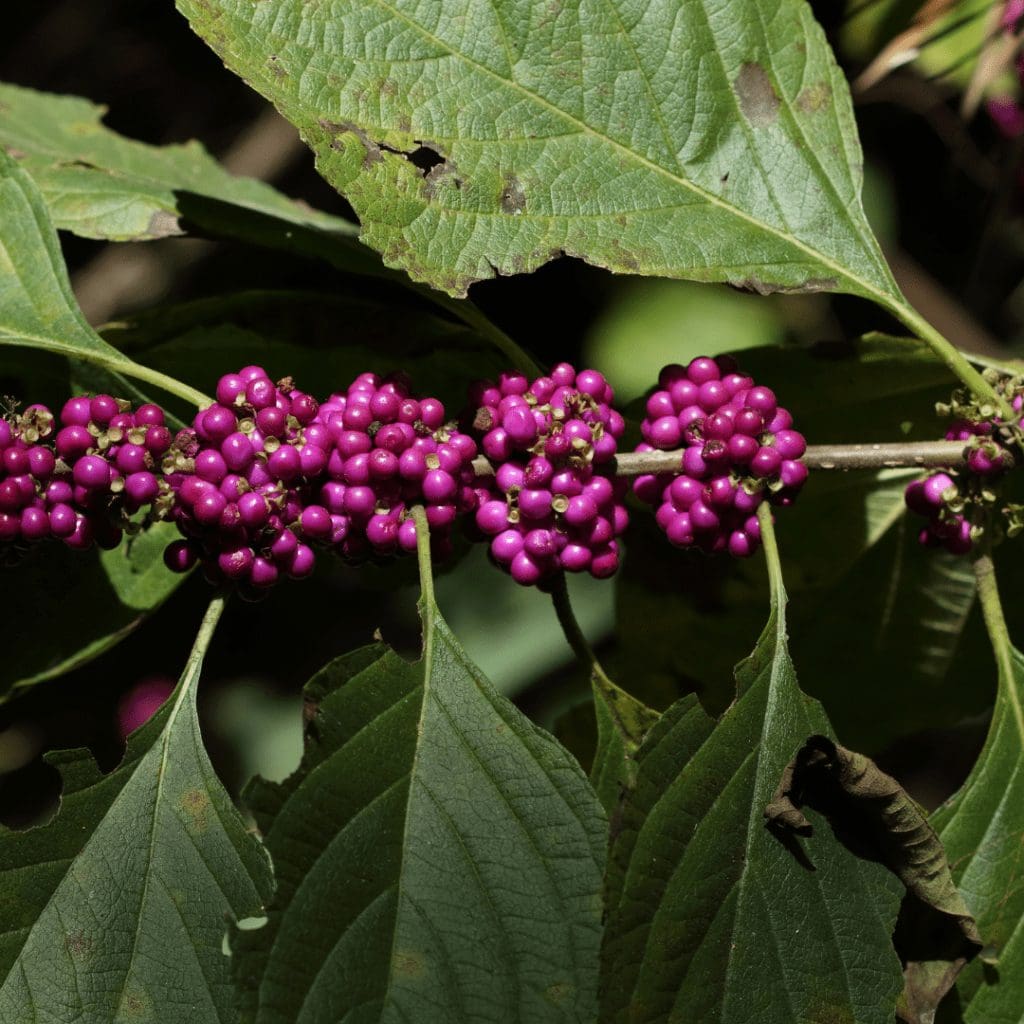 October Blooms - Norfolk Botanical Garden