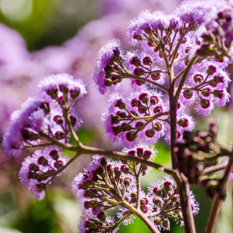 October Blooms - Norfolk Botanical Garden