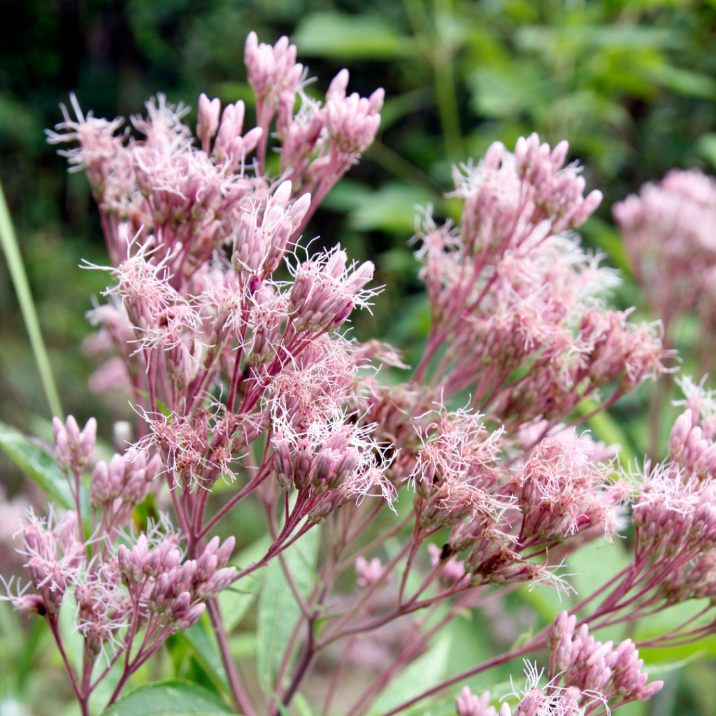September Blooms - Norfolk Botanical Garden