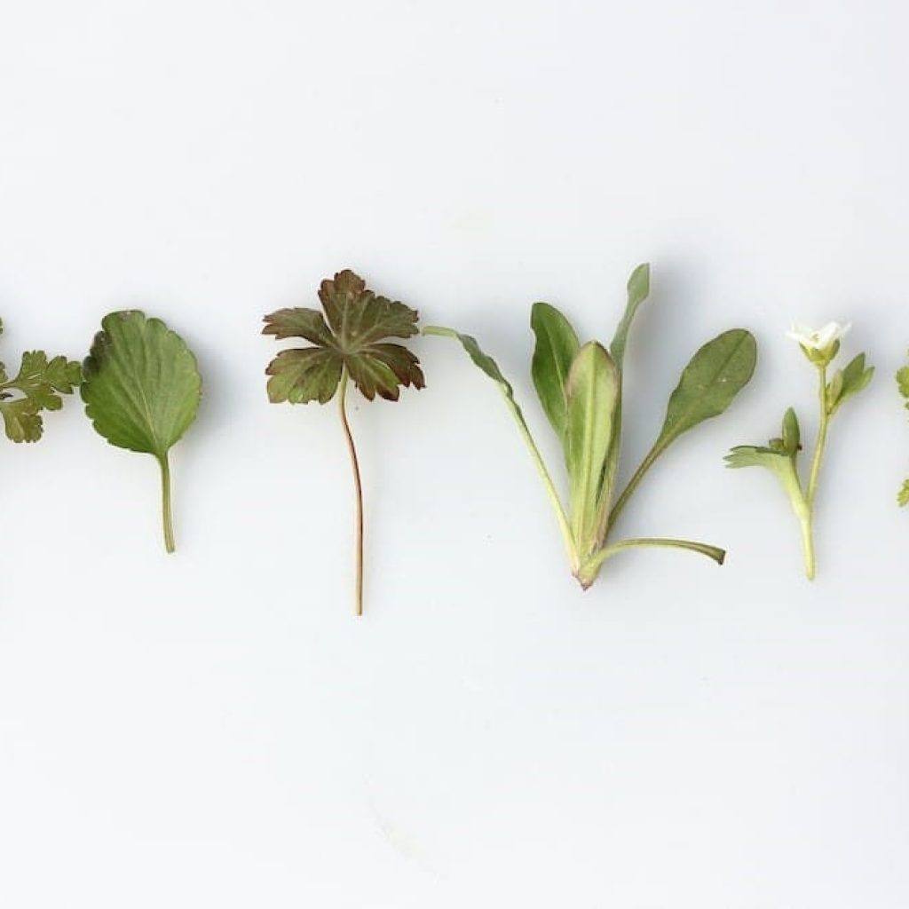 Events at Norfolk Botanical Garden | Year-Round Fun for Everyone