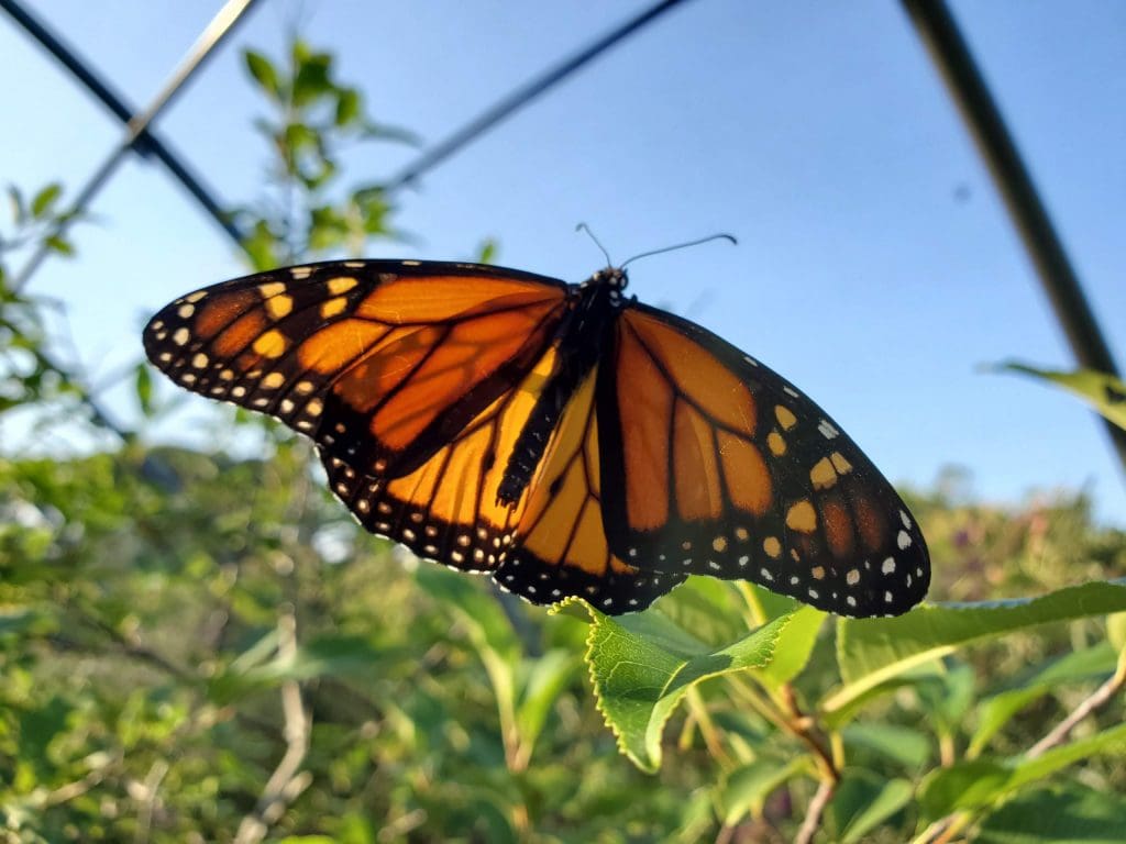 Adopt A Butterfly - Norfolk Botanical Garden