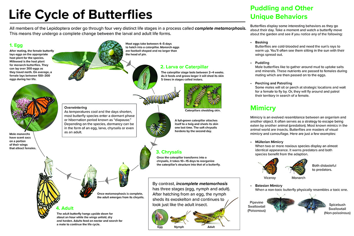 Butterflies in the Garden - Norfolk Botanical Garden
