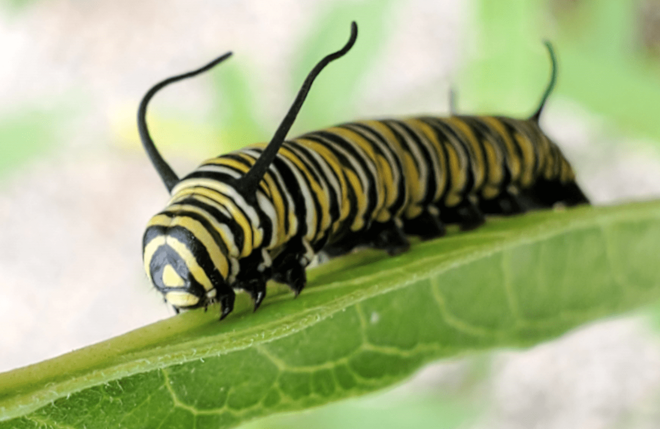 Adopt A Butterfly - Norfolk Botanical Garden