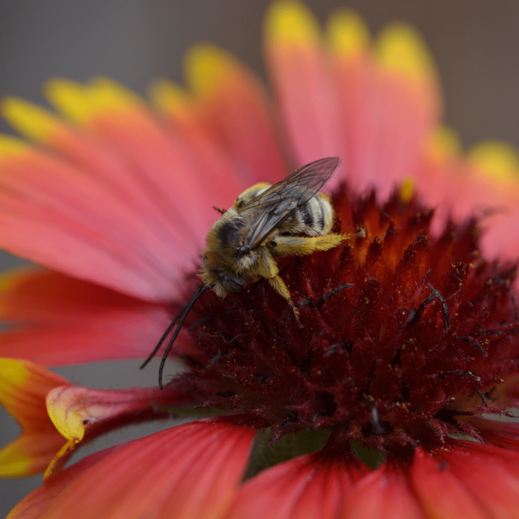 Native Bees - Norfolk Botanical Garden