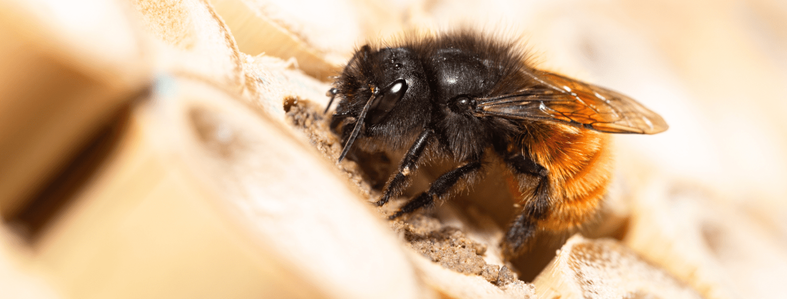 Native Bees of Virginia - Norfolk Botanical Garden