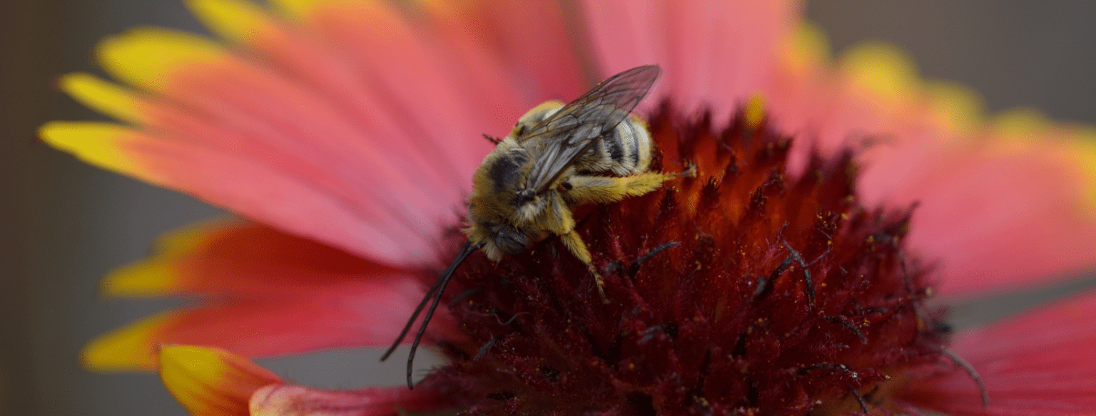 Pollination and Food Sources for Native Bees - Norfolk Botanical Garden