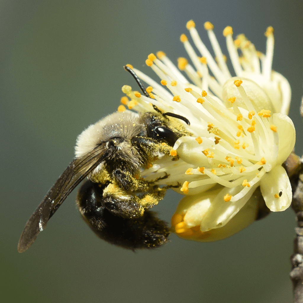Native Bees - Norfolk Botanical Garden