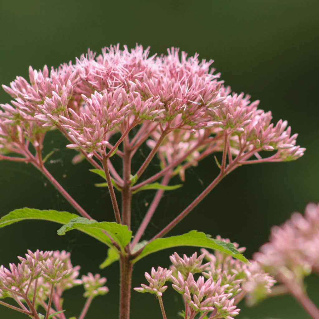 Pollination and Food Sources for Native Bees - Norfolk Botanical Garden