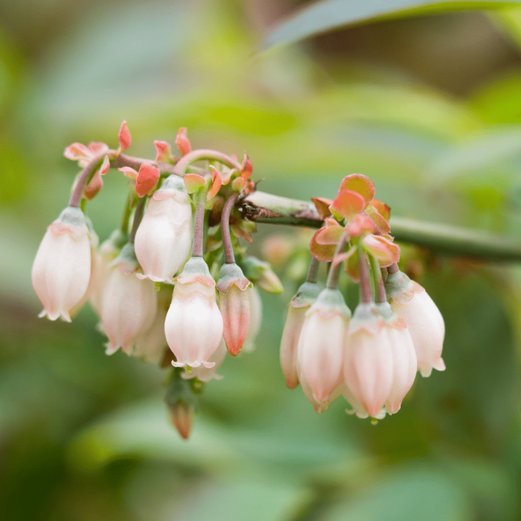 Pollination and Food Sources for Native Bees - Norfolk Botanical Garden