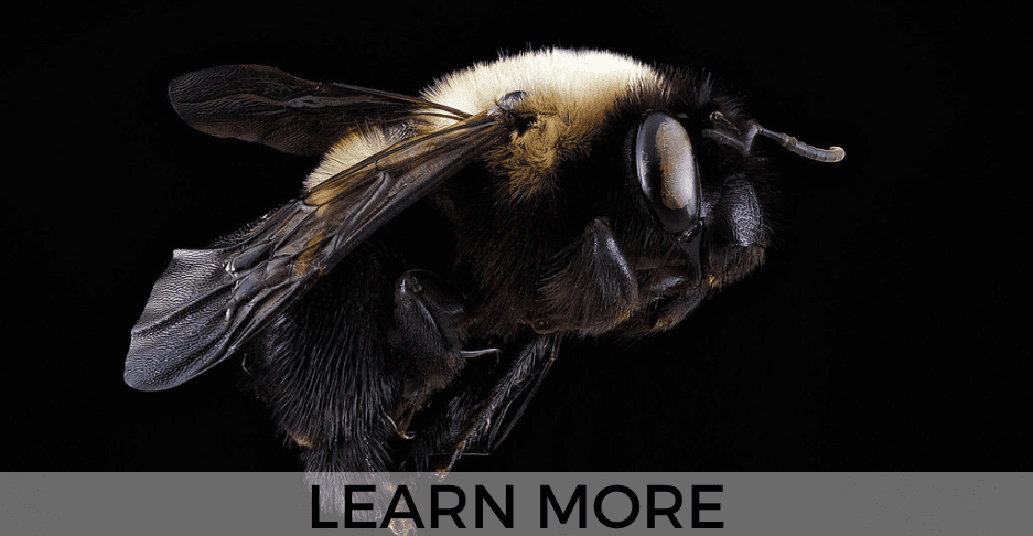 Native Bees - Norfolk Botanical Garden