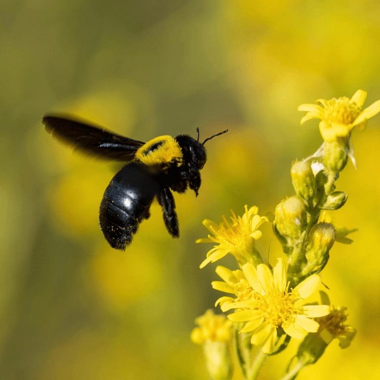 Native Bees of Virginia - Norfolk Botanical Garden