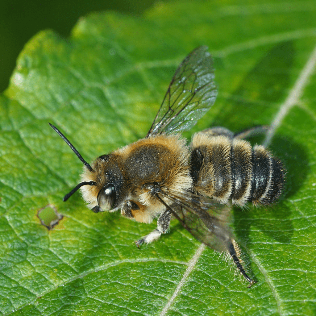 Native Bees of Virginia - Norfolk Botanical Garden