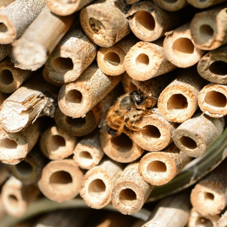 Native Bees of Virginia - Norfolk Botanical Garden