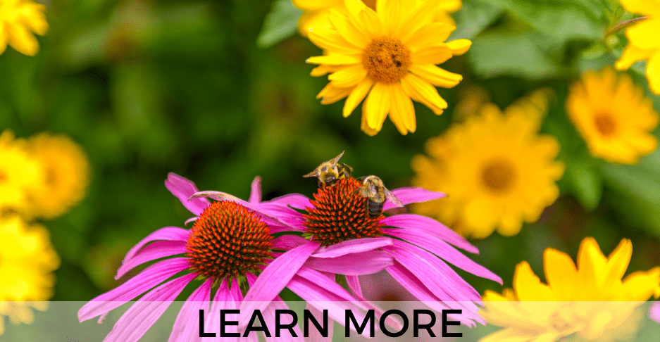 Native Bees - Norfolk Botanical Garden