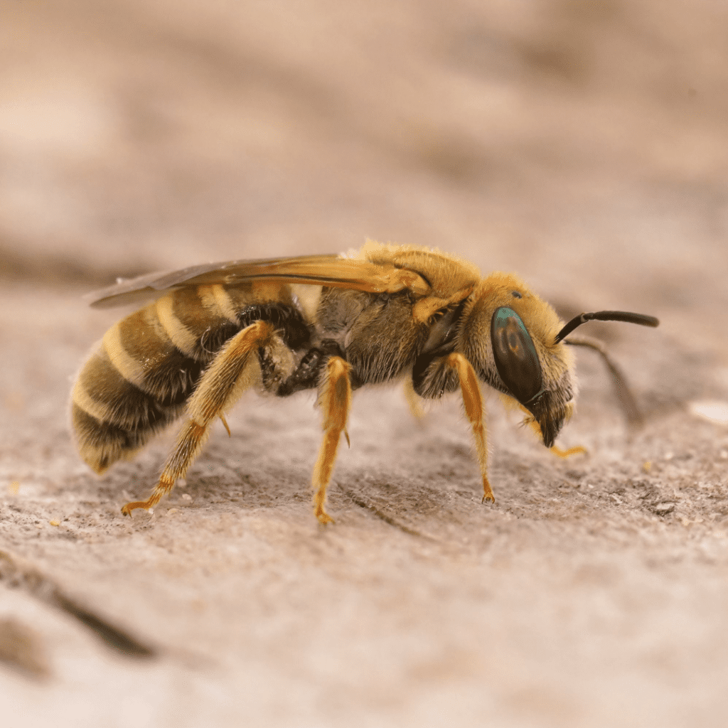 Native Bees - Norfolk Botanical Garden
