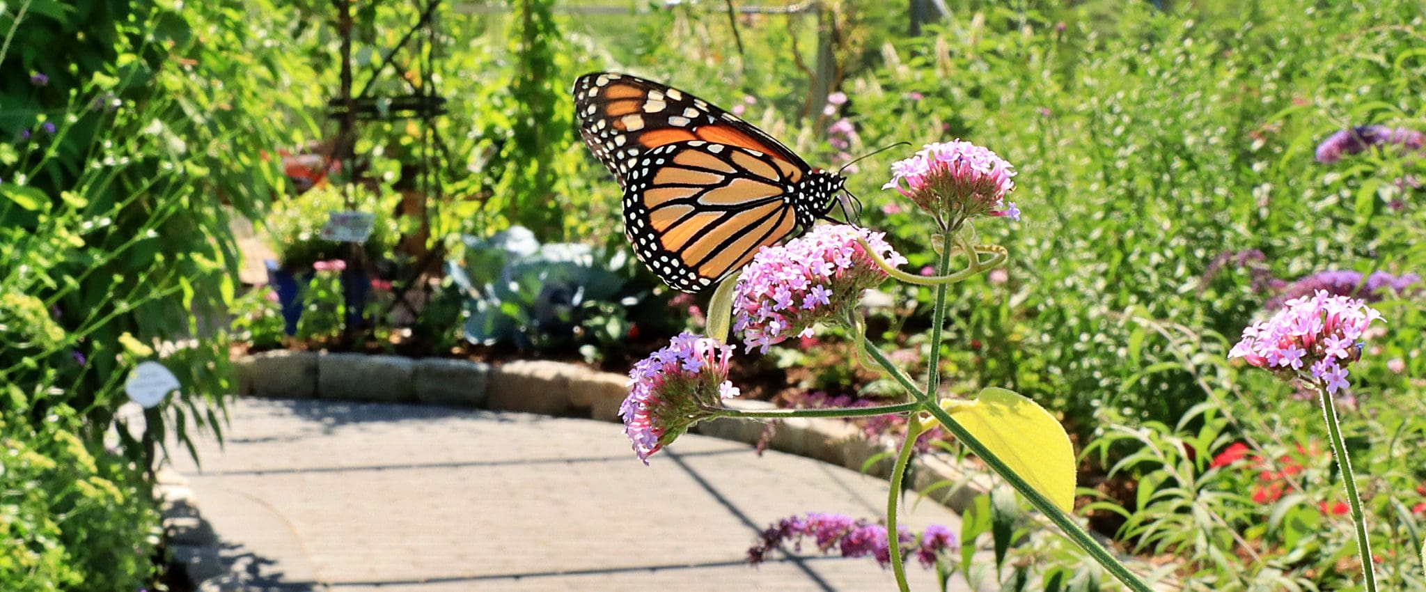 Adopt A Butterfly - Norfolk Botanical Garden