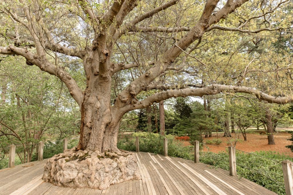 Spring Gardens - Norfolk Botanical Garden