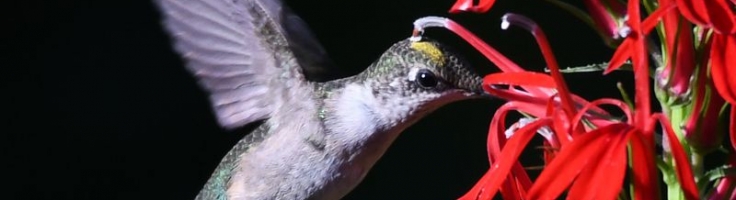 Perfectly Paired: Hummingbirds and the Cardinal Flower – Norfolk ...
